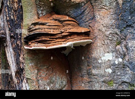 Southern Bracket Ganoderma Australe Growing On Beech Fagus Sylvatica Anderwood Inclosure