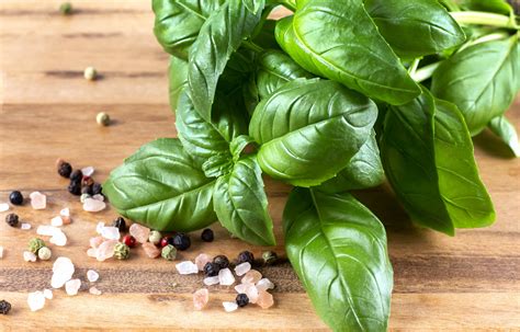 Fluitje Van Een Cent Basilicum Verzorgen De Woontuin