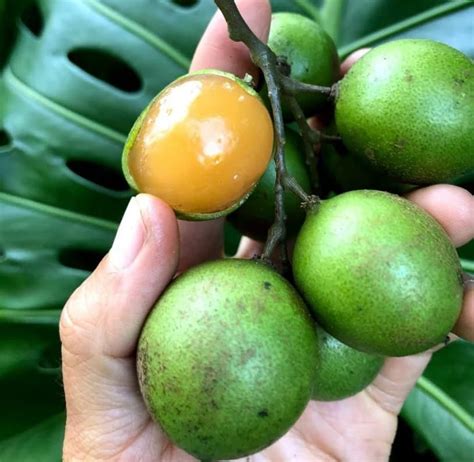 Spanish Lime Tree Mamoncillo Genip Limoncillo Quenepa 4 10 Tall