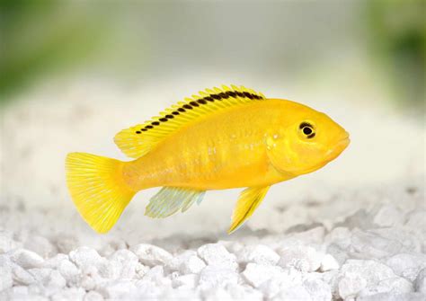 Cichlid Fish Ultimate Guide To Types Of Cichlids Fish Laboratory