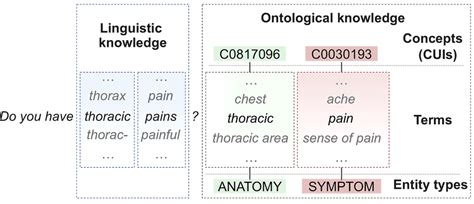 relation between entity types concepts and terms linguistic knowledge