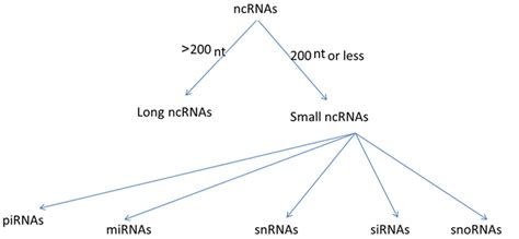 Categorization Of Types Of Non Coding Rnas Ncrnas Ncrnas Are
