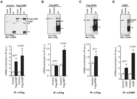 Figure 3 From Human G3bp1 Interacts With β F1 Atpase Mrna And Inhibits Its Translation