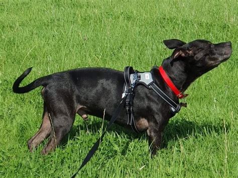 Caesar Ready For Adoption Now Ssc