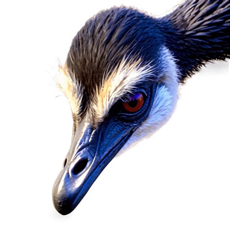 Download Detailed Emu Png 32