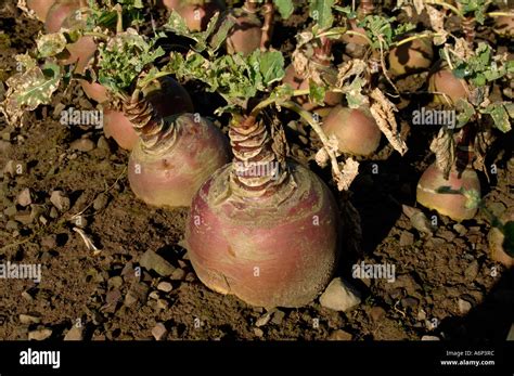 Mature Swede Brassica Napobrassica Crop At Harvest In Mid Devon Stock