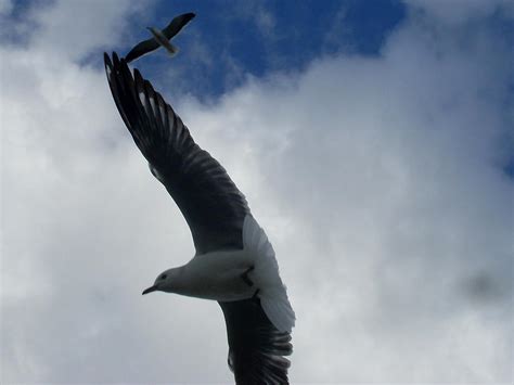 Gulls Photograph By Kathryn James Mcbeath Pixels