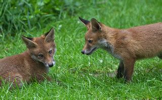 Young Foxes 1 A Mother And 5 Cubs Have Started Visiting Th Flickr