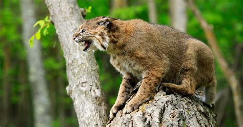 Watch This Angry Bobcat Pounce On A Turkey Hunter Because Its Kind Of Hilarious Maxim
