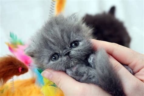 Blue Persian Cat Breed Info Pictures Care And Facts Catster