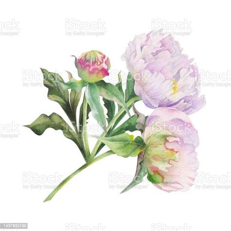 손으로 그린 섬세한 분홍색 모란 꽃 새싹 및 잎으로 수채화 꽃다발 배열 흰색 배경에 격리 초대장 결혼식 사랑 또는 인사말 카드 종이 인쇄 섬유 개체 그룹에 대한 스톡 벡터