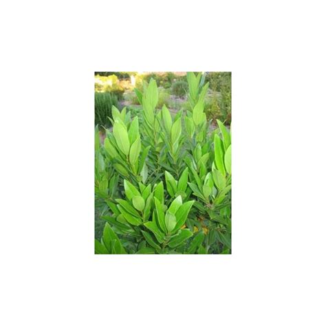 Laurus Nobilis Laurier Sauce Laurier D Apollon