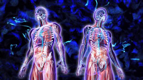 Interstitium Has Remained An Undiscovered Organ Until Now Study