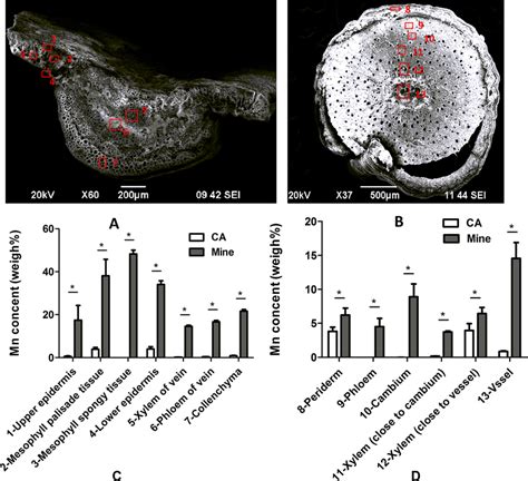 Anatomical Structure Of The Eucalyptus Grandis × E Urophylla A Leaf