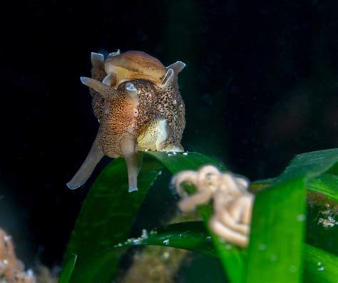 Project Seagrass Added A New Photo Project Seagrass