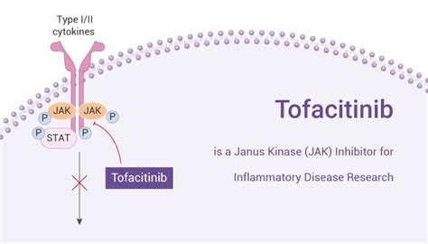 Tofacitinib Is A Janus Kinase Jak Inhibitor For Inflammatory Disease Research Immune System