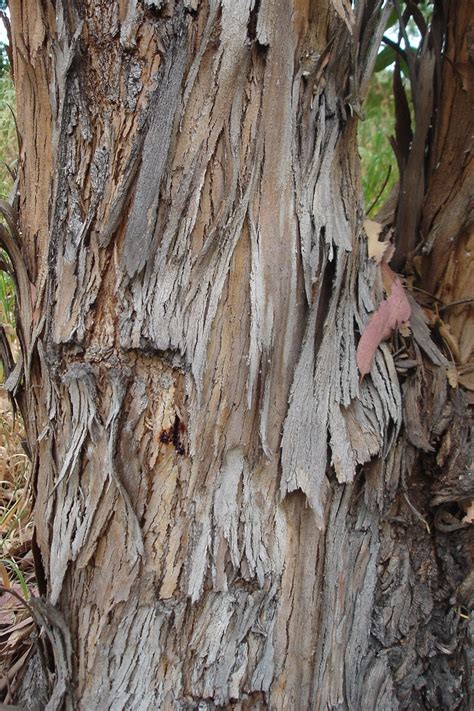 Tree Trunk Pics4Learning