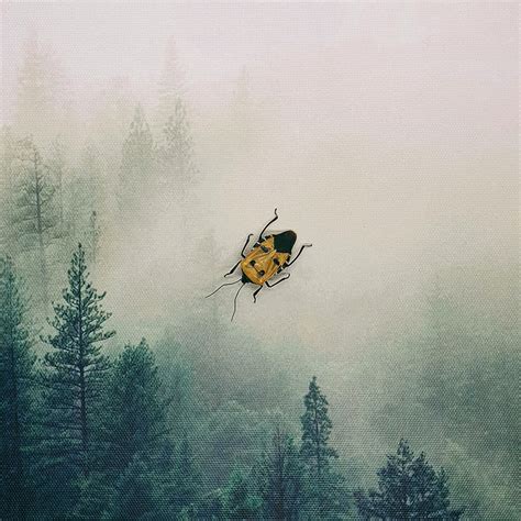 Man Faced Stink Bug Catacanthus Incarnatus Dehydrated Specimen