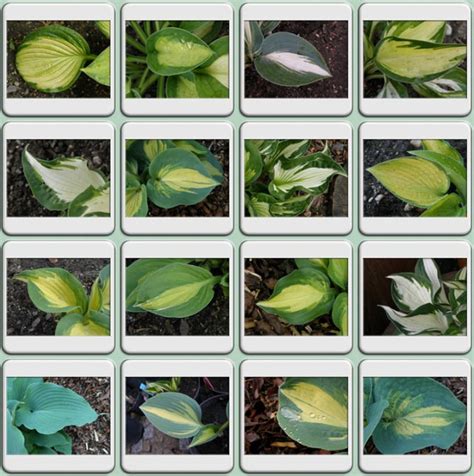 Хоста – посадка и уход в открытом грунте