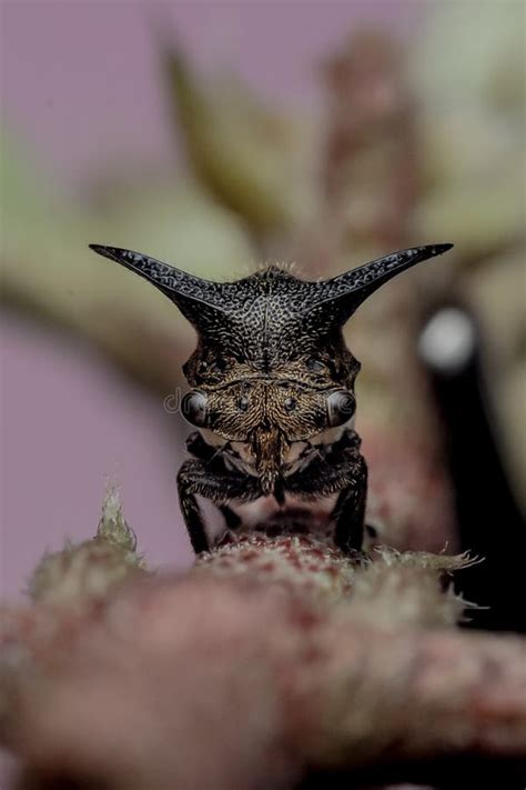 Macro View Of An Unusual And Detailed Treehopper Insect In Natural