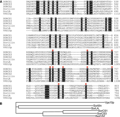 Comparison Of The C Terminal Part Of Vps10p Domains A Sequence Download Scientific Diagram