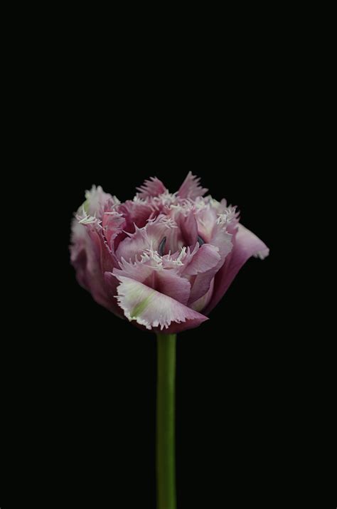 Tip Toe Through The Tulips Behance