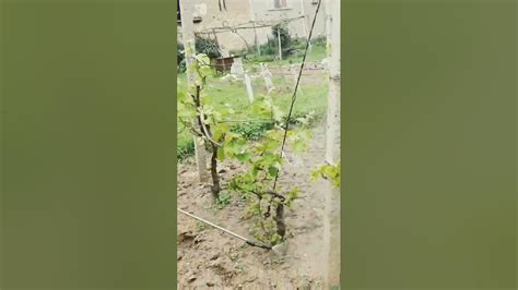 Пръскане на лозе и асми Схема и препарати Youtube