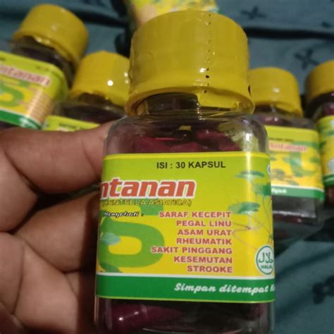 Jual Ready Stockdaun Antanan Isi 30 Kapsul Original Shopee Indonesia