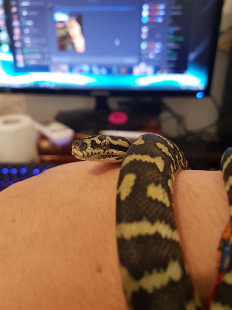 Hello Hooman R Snakes