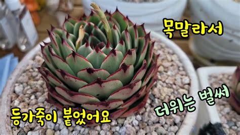 더위 오기전 흙놀이 지옥중 건강한 뿌리내리기 반하다 환엽모카 창다육 백도예분달콤한총각다육 Youtube