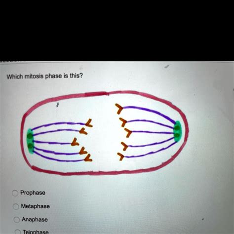 Solved Which Mitosis Phase Is This Prophase Metaphase Anaphase Telophase Which Mitosis Phase