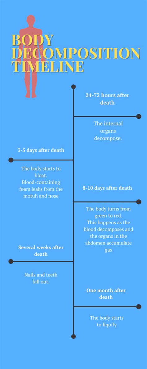 What Happen To Your Body After Death The 4 Stages Of Human Decomposition