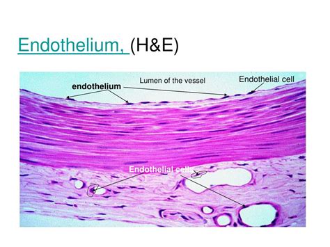 Endothelium Slide