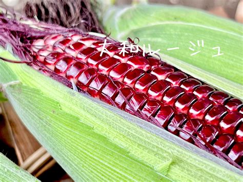 【赤いとうもろこし】軽井沢産高原野菜 大和ルージュ 赤いスイートコーン とうもろこし小さめ10本セット：長野県産の大和ルージュ｜食べチョク
