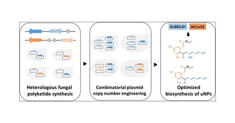 Plasmid Copy Number Engineering Accelerates Fungal Polyketide Discovery Upon Unnatural
