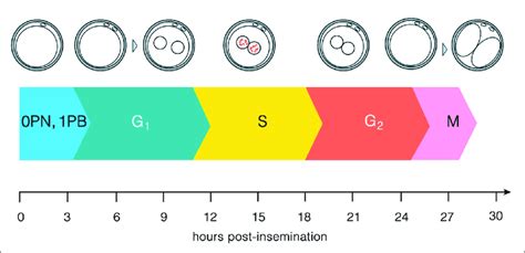 Timing Of The First Cell Cycle Of A Human Zygote The Upper Figure Line