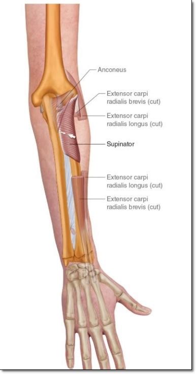 회외근 Supinator 통증유발점과 신경압박 그리고 이완법