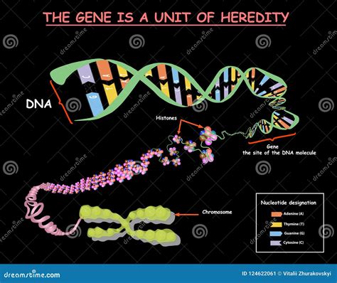 Genome In The Structure Of Dna Genome Sequence Stock Illustration