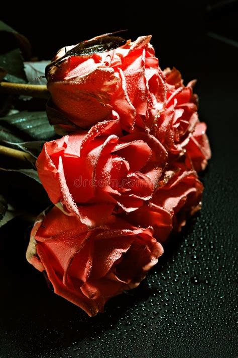 Un Mazzo Delle Rose Rosse Con Le Gocce Su Un Fondo Scuro Immagine Stock