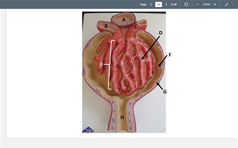 Bowmans Capsule Enlarged Diagram Quizlet
