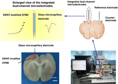 Figure 3 From Recent Development Of Neural Microelectrodes With Dual Mode Detection Semantic