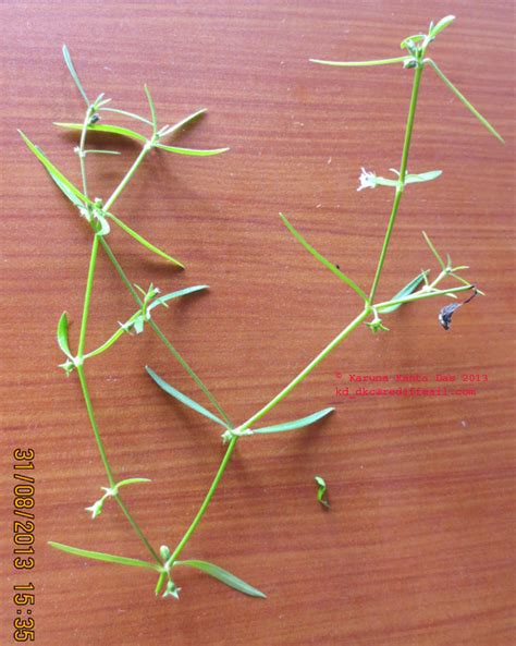 Scleromitrion Diffusum Eflora Of India