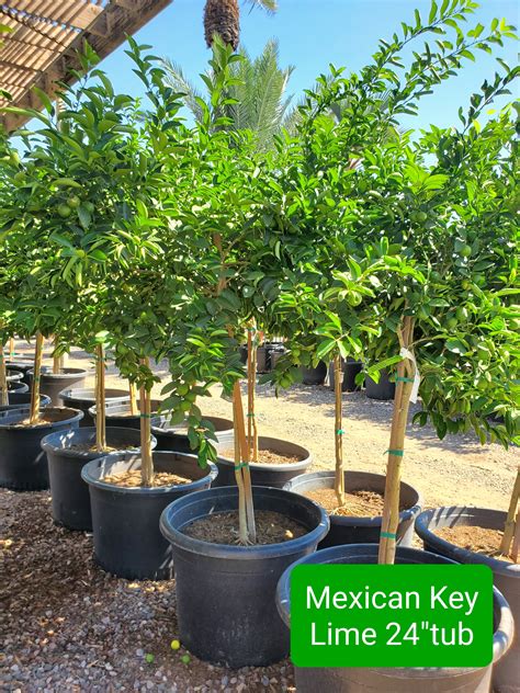 Mexican Lime Tree