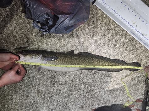 New State Record Burbot Hoisted Out Of Kootenai River Idaho Fish And Game