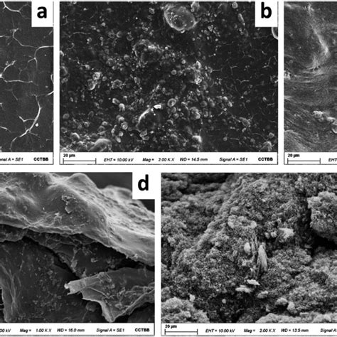 A Sem Surface Morphology Of The Agarose Film After Its Drying B Download Scientific