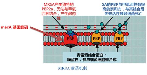 快速分子诊断，抗击超级细菌 临床实验室 期刊文章 检验视界网