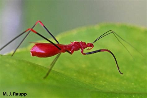 A Pair Of Pretty Assassins Assassin Bugs Reduviidae In The