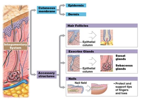 Anatomy Chapter Integumentary System Flashcards Quizlet