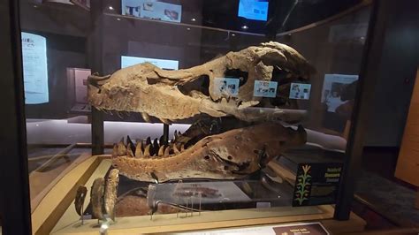 Sue Tyrannosaurus Rex Fossil