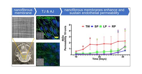 Nanofibrous Membrane Promotes And Sustains Vascular Endothelial Barrier Function Acs Applied